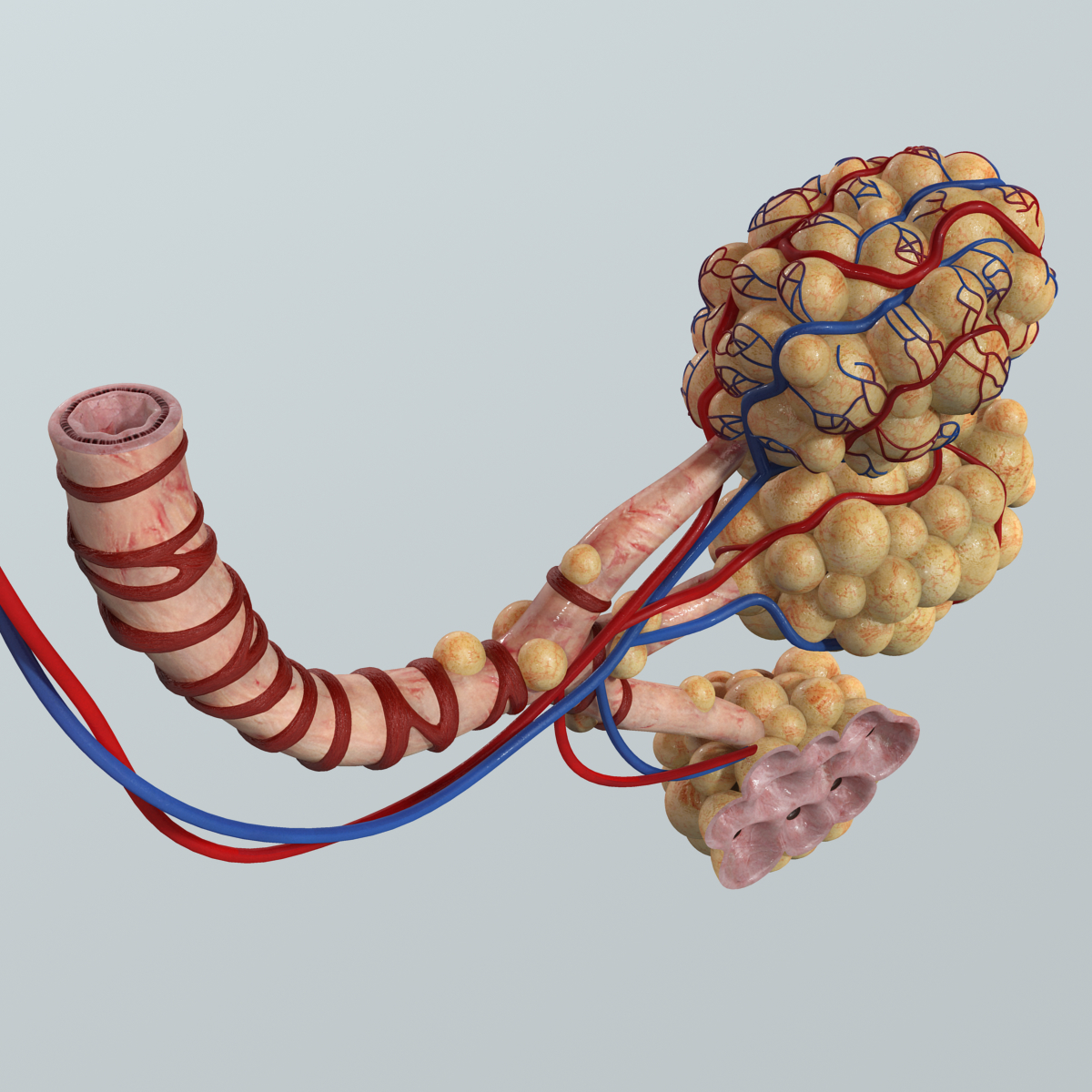 3d human lungs alveoli respiratory anatomy