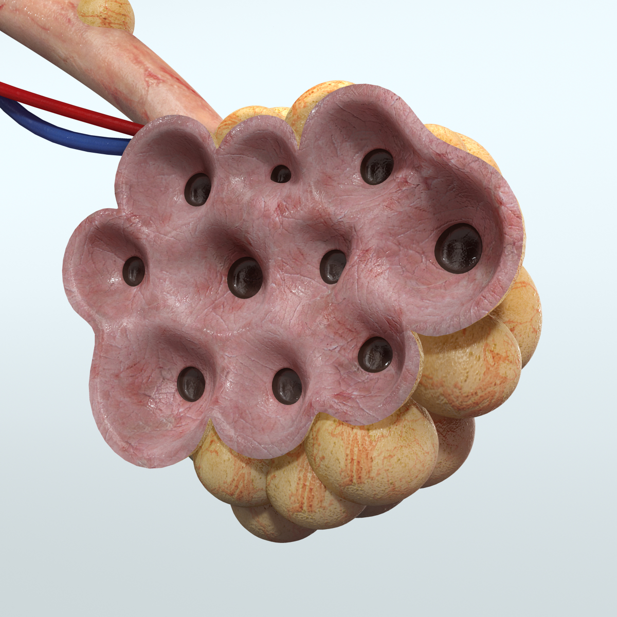 3d human lungs alveoli respiratory anatomy