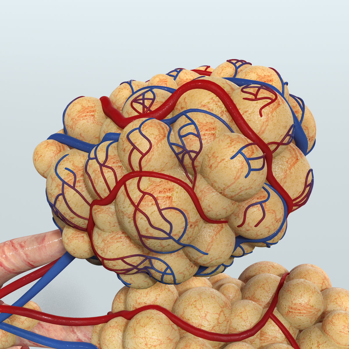 3d human lungs alveoli respiratory anatomy