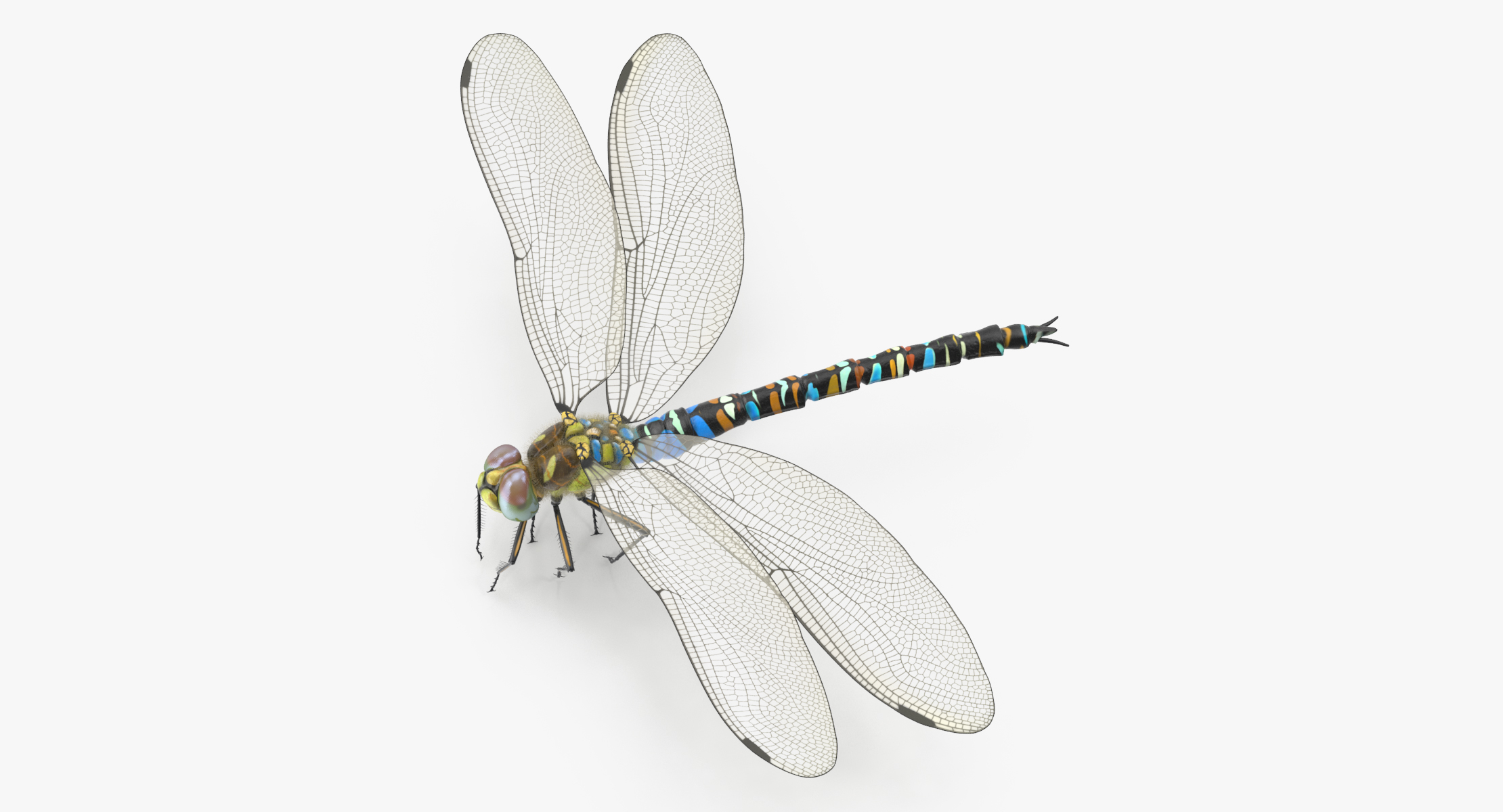 3d model dragonfly pose 01
