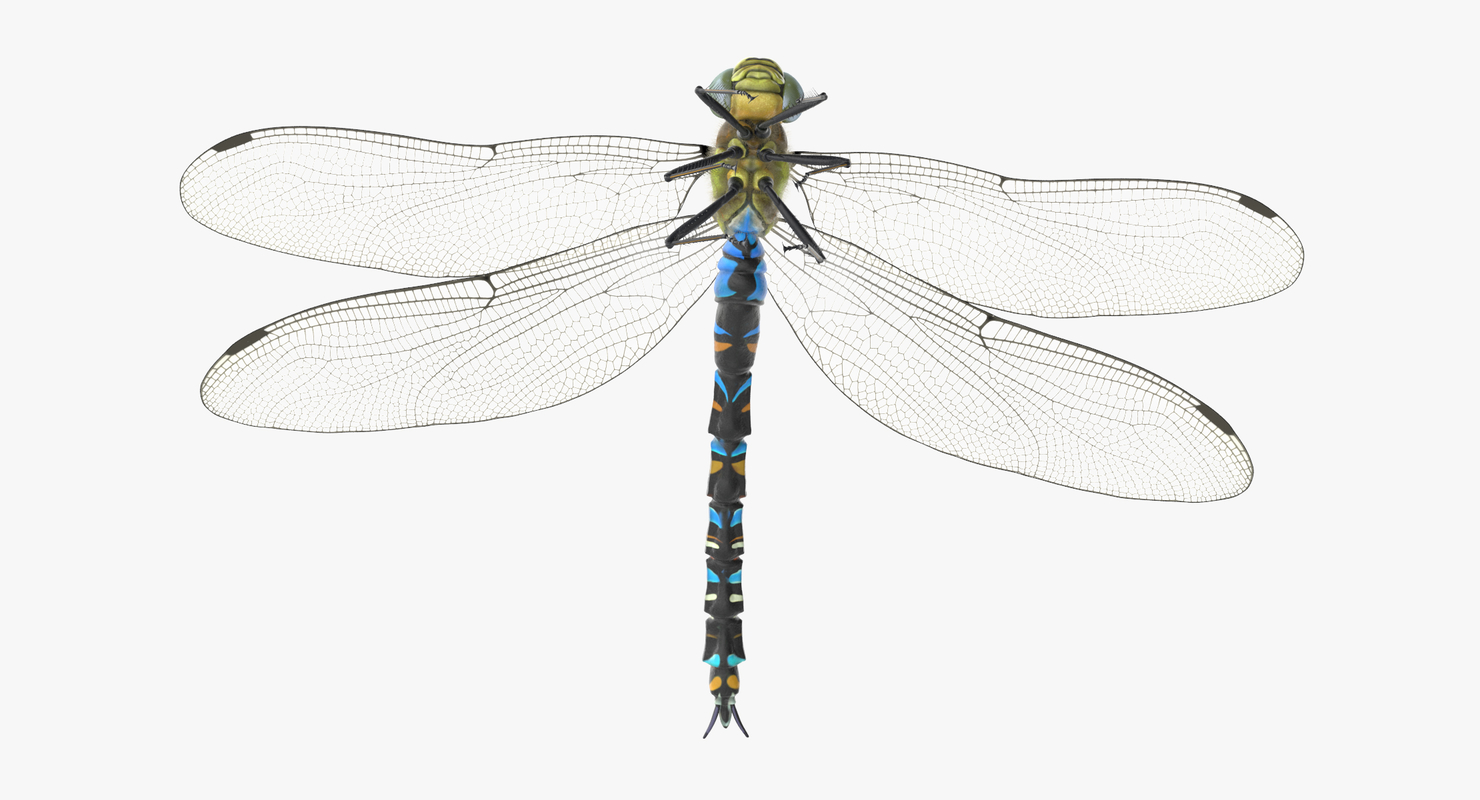 3d model dragonfly pose 01