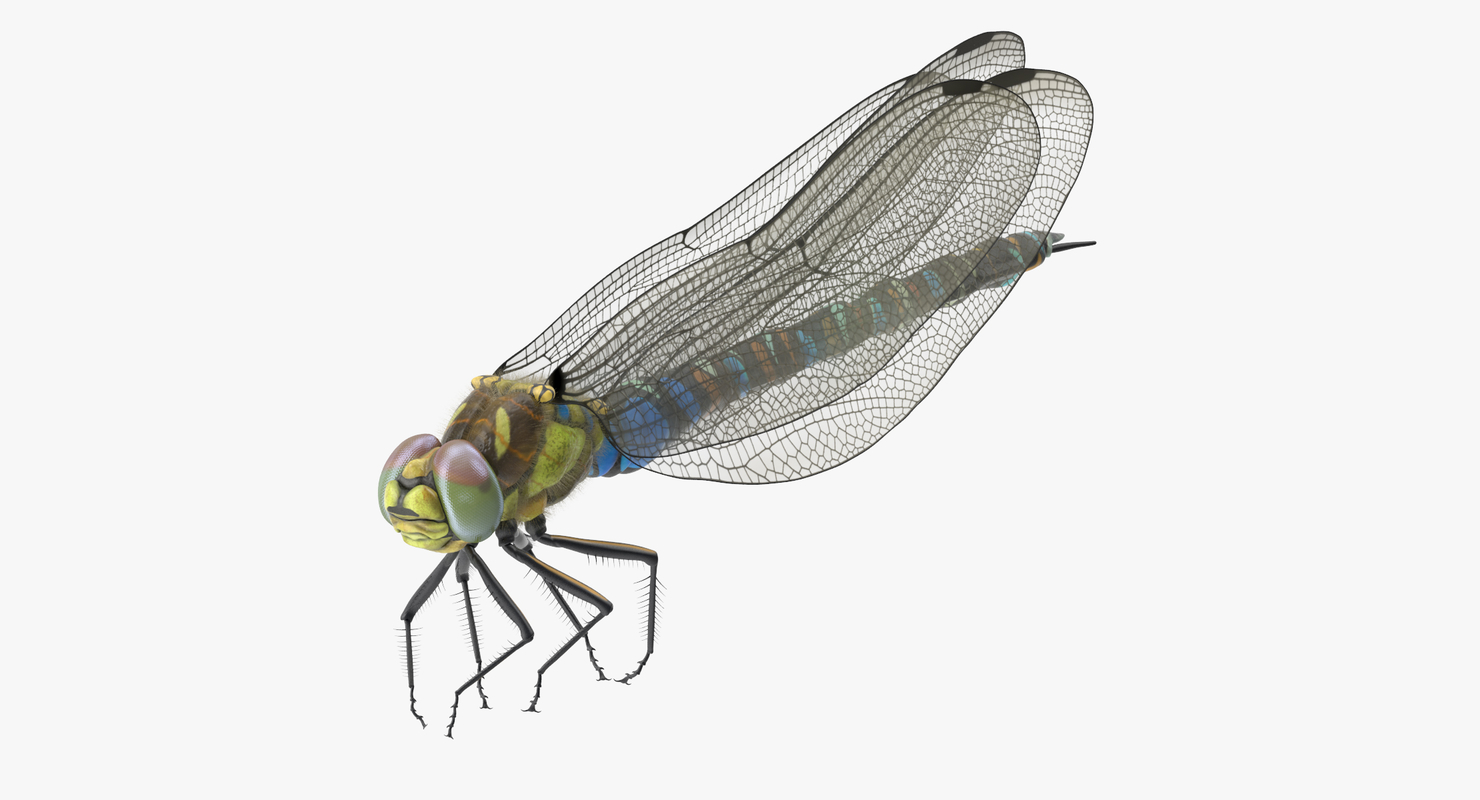 dragonfly pose 03 3d model