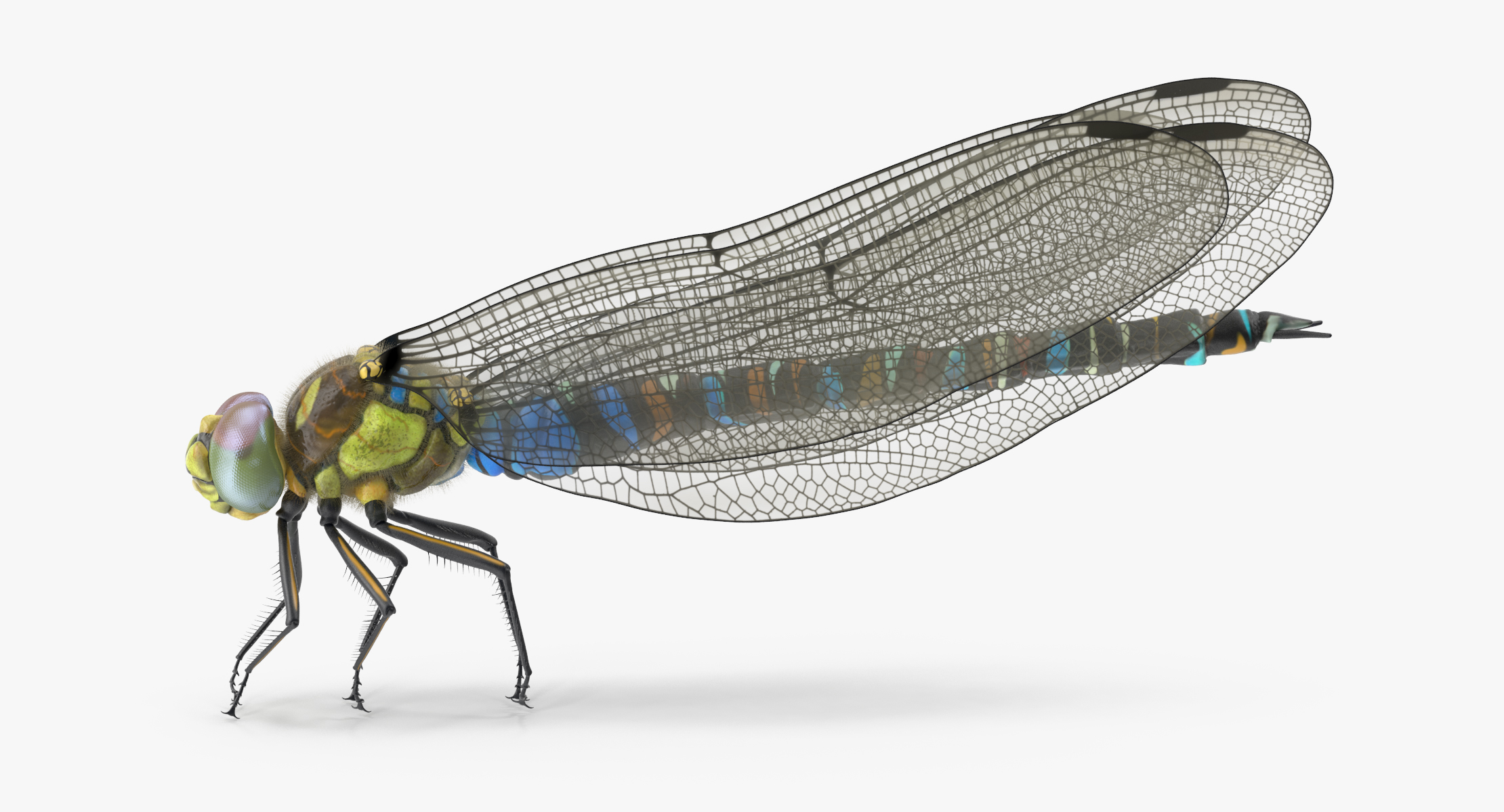 dragonfly pose 03 3d model