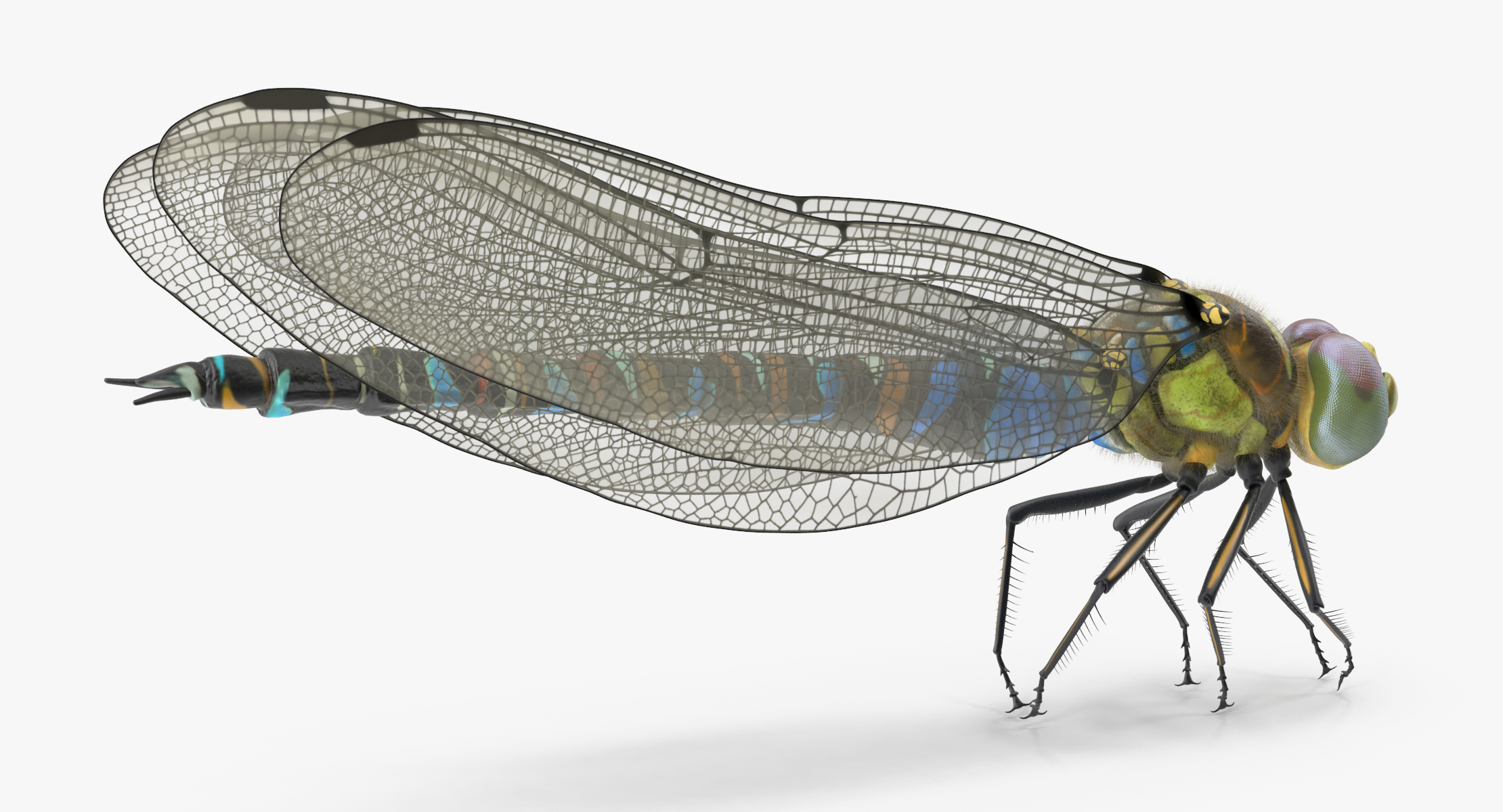 dragonfly pose 03 3d model