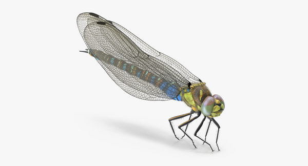 dragonfly pose 03 3d model