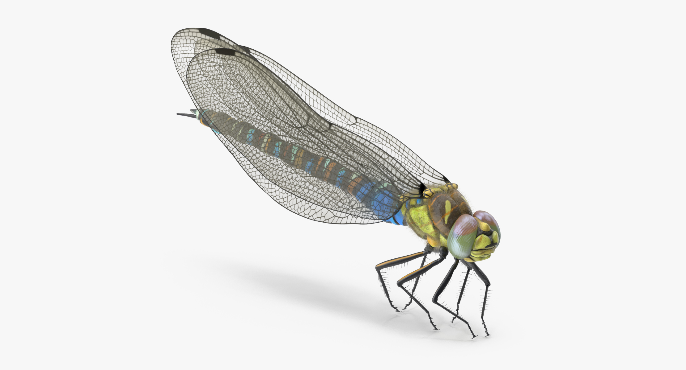 dragonfly pose 03 3d model