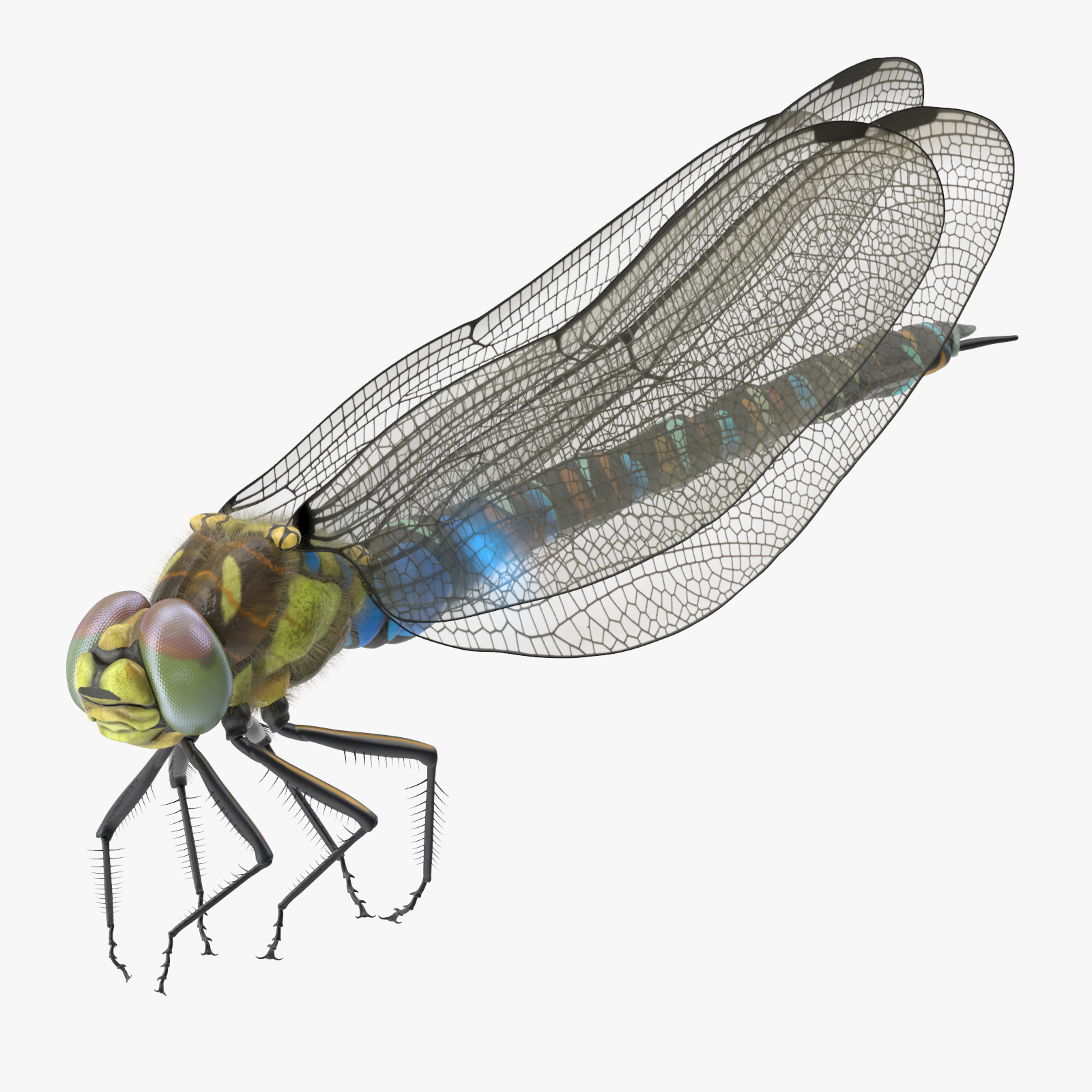dragonfly pose 03 3d model