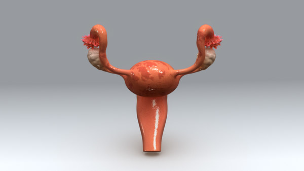 uterus endometrial tissue 3d obj