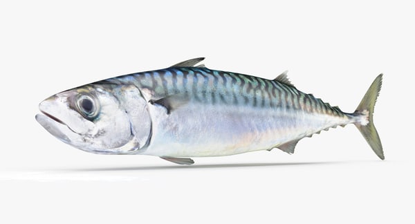 3d model mackerel