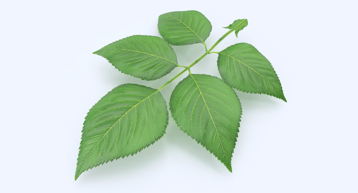rose leaves 3d model