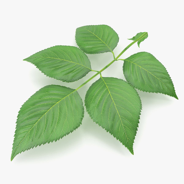 christmas branch 3d max