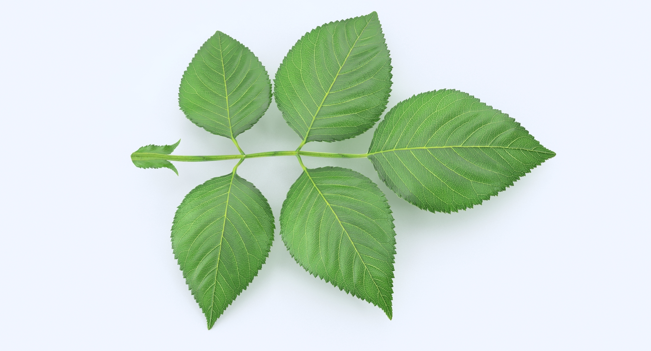 rose leaves 3d model