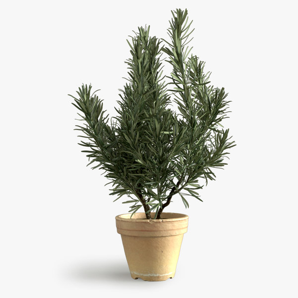 photorealistic rosemary 3d model