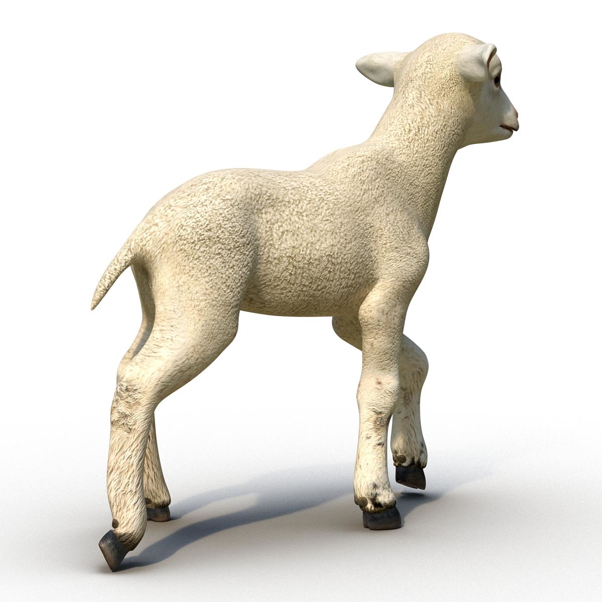 lamb pose 2 3d model