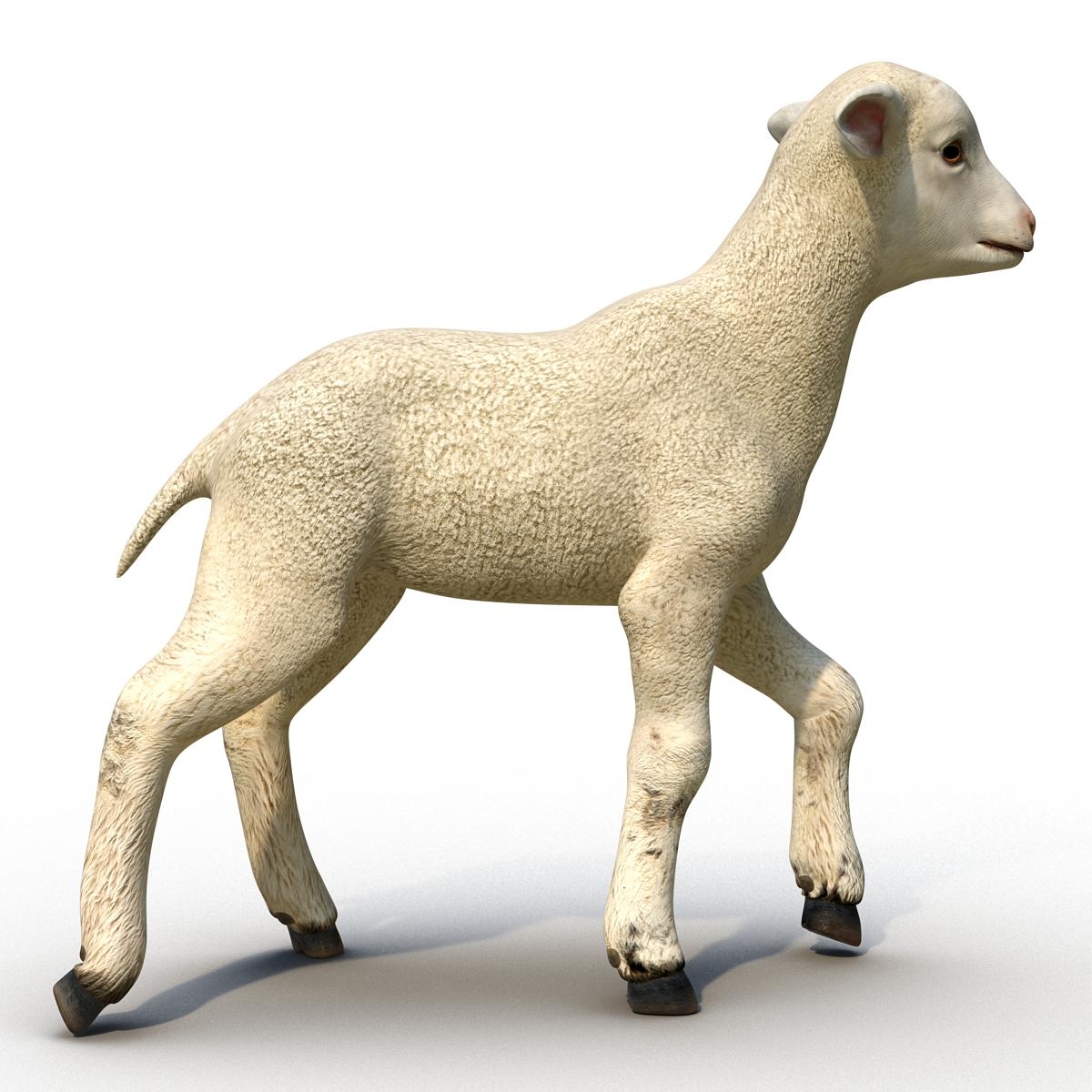 lamb pose 2 3d model