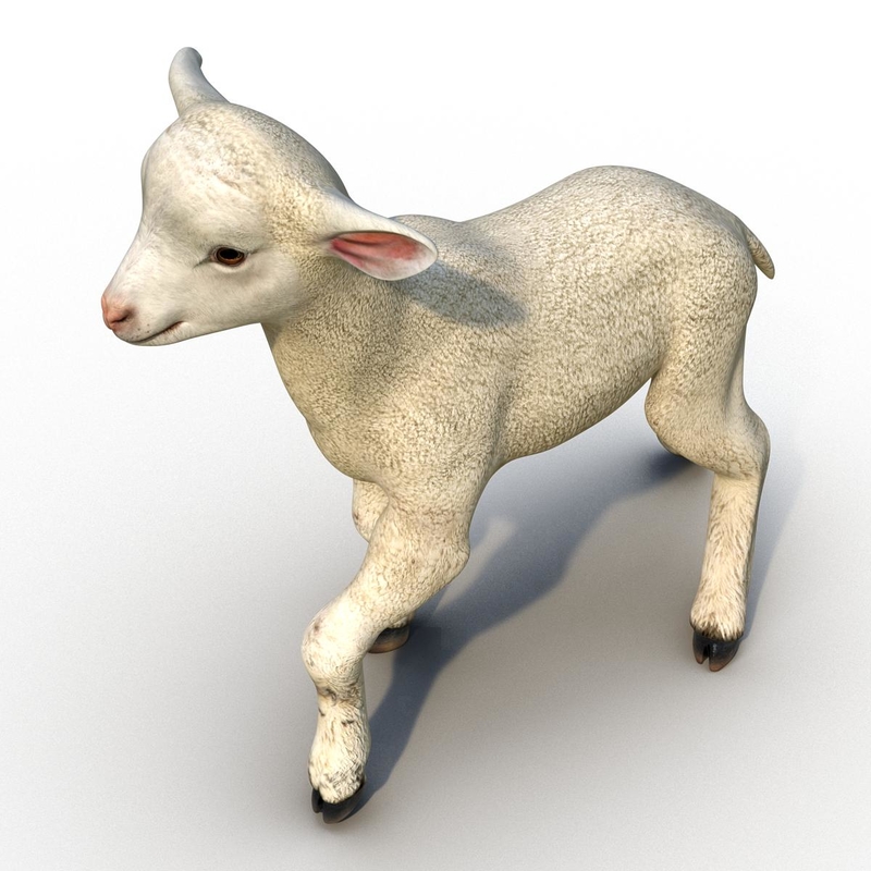 lamb pose 2 3d model