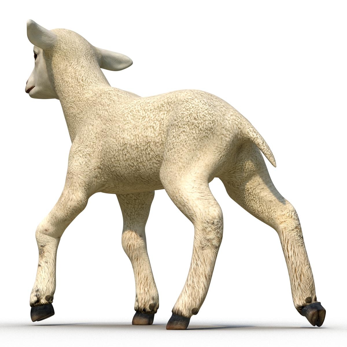 lamb pose 2 3d model