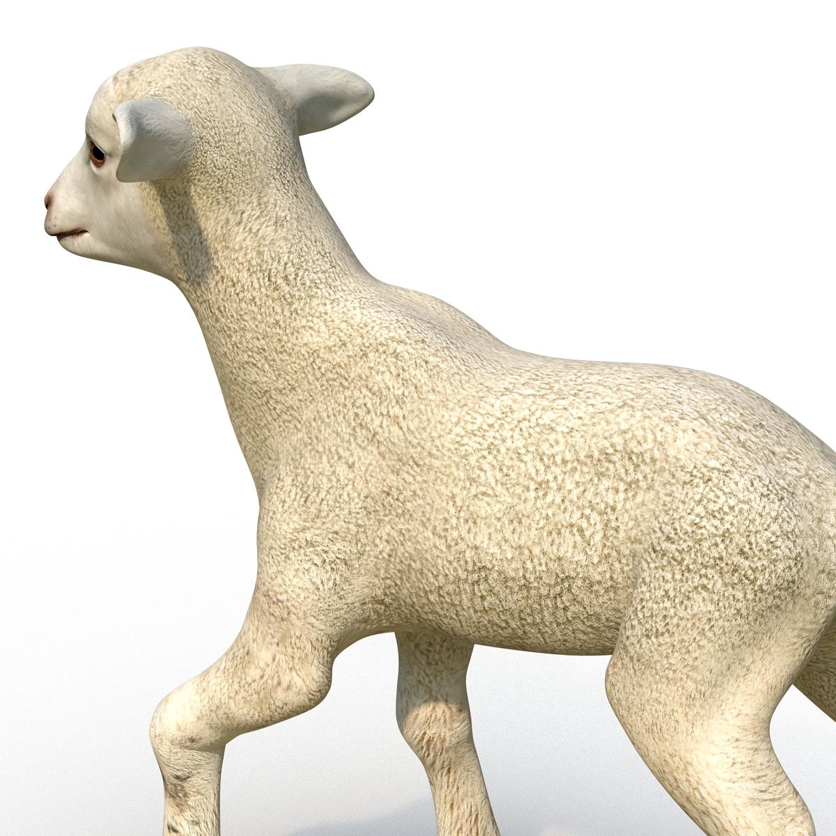 lamb pose 2 3d model