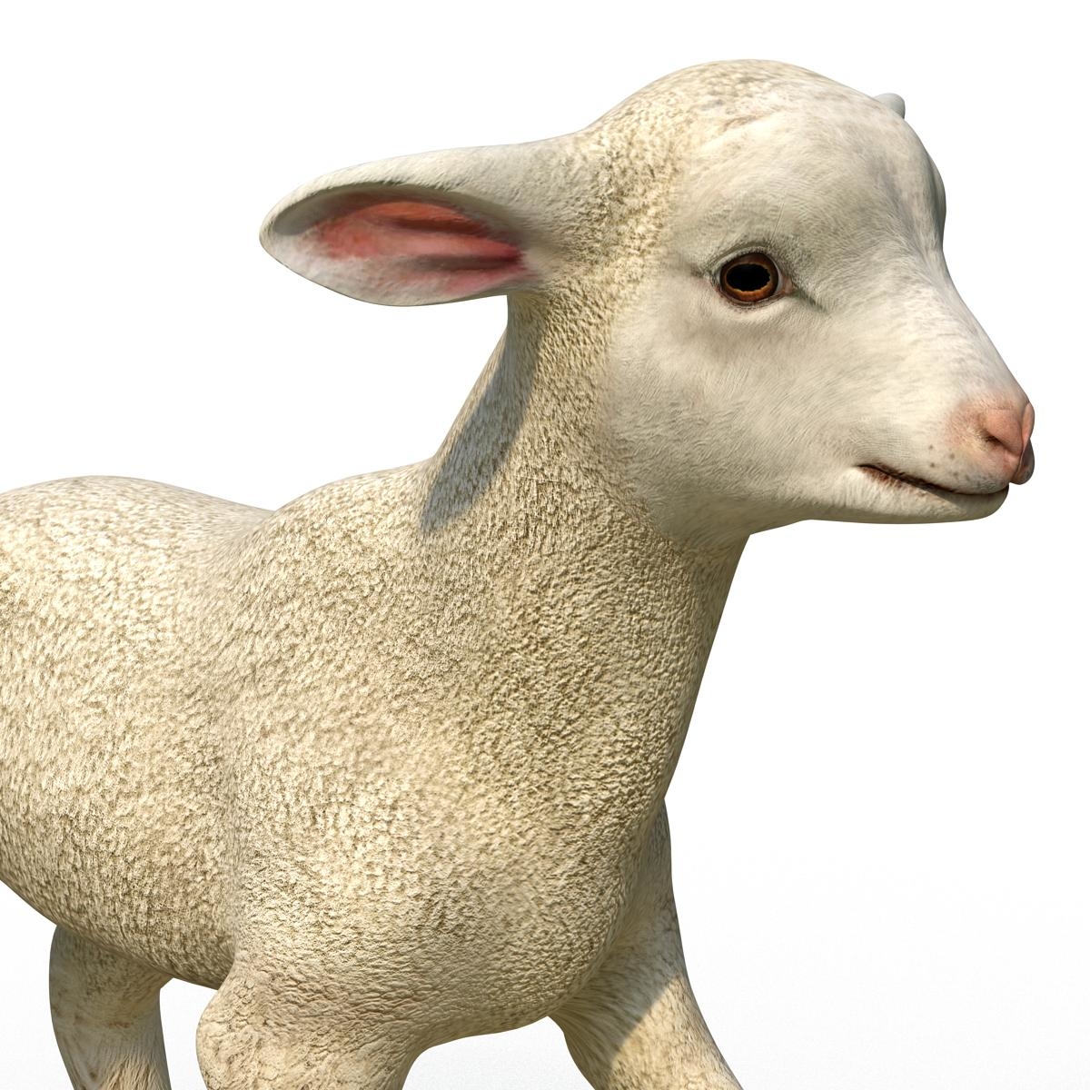 lamb pose 2 3d model