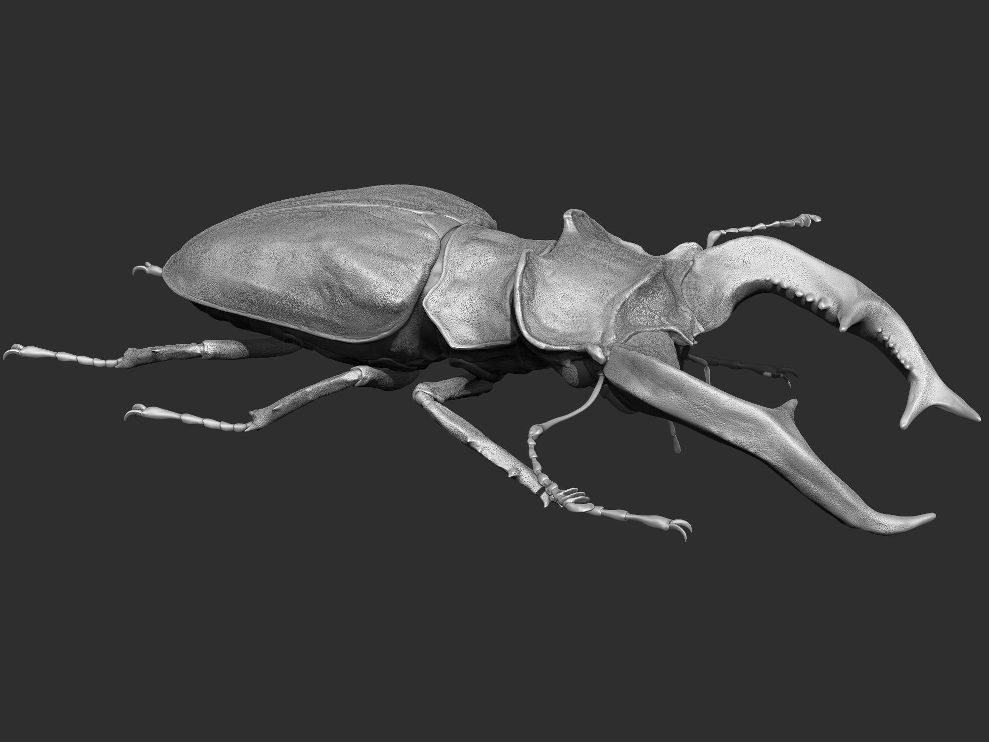 3d stag beetle model