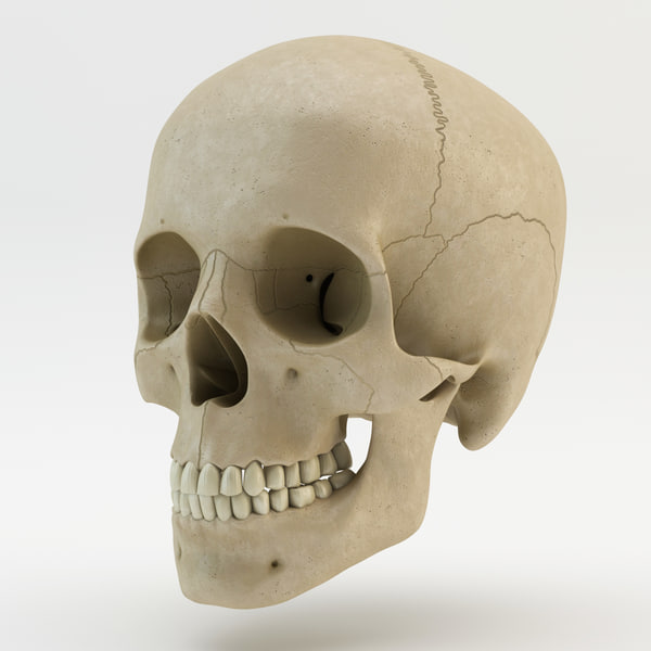 human skull 3d model