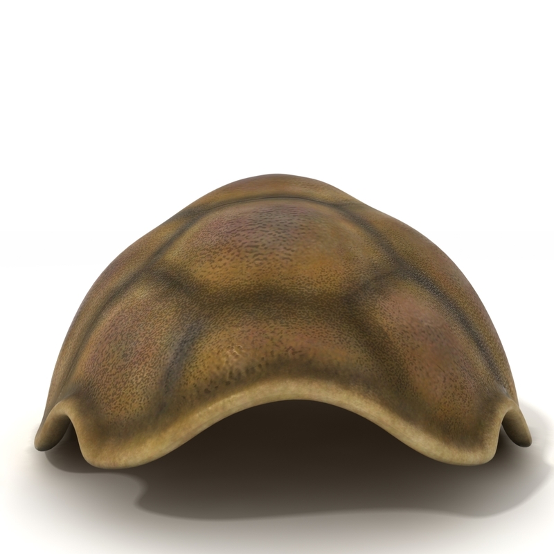 turtle shell 3d model