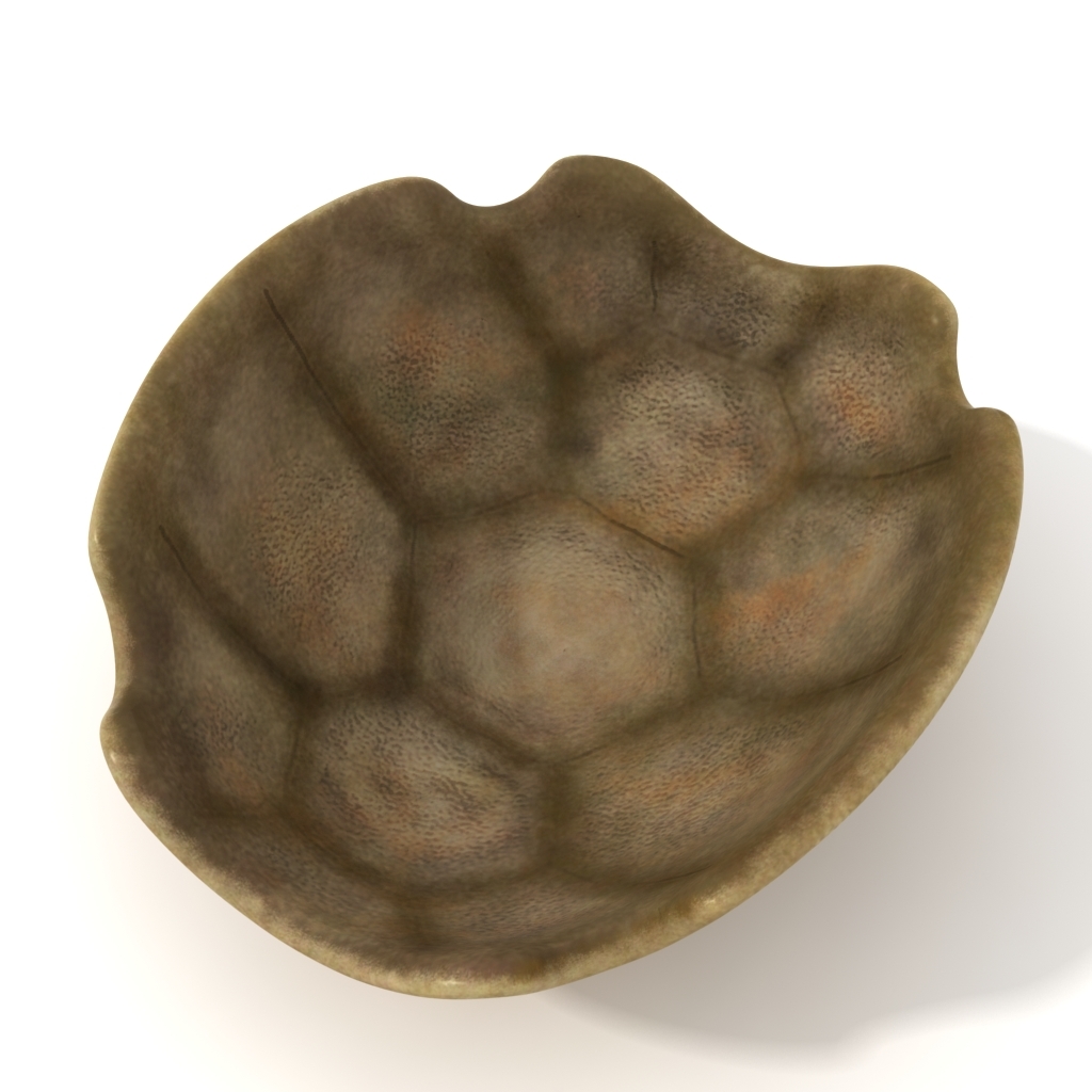 turtle shell 3d model