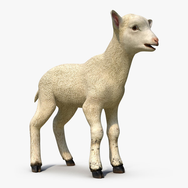 Sheep 3D Models for Download | TurboSquid