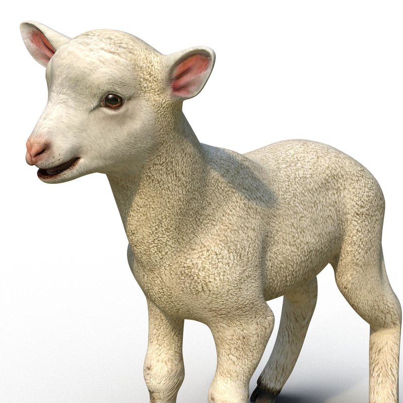 lamb 3d max
