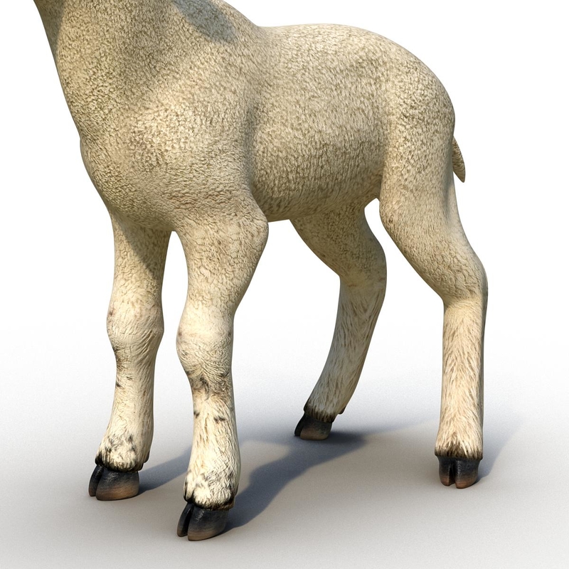 lamb 3d max
