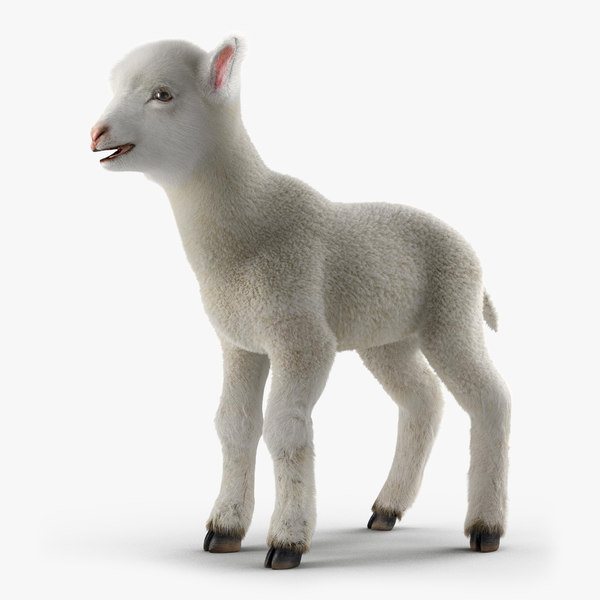 Sheep 3D Models for Download | TurboSquid
