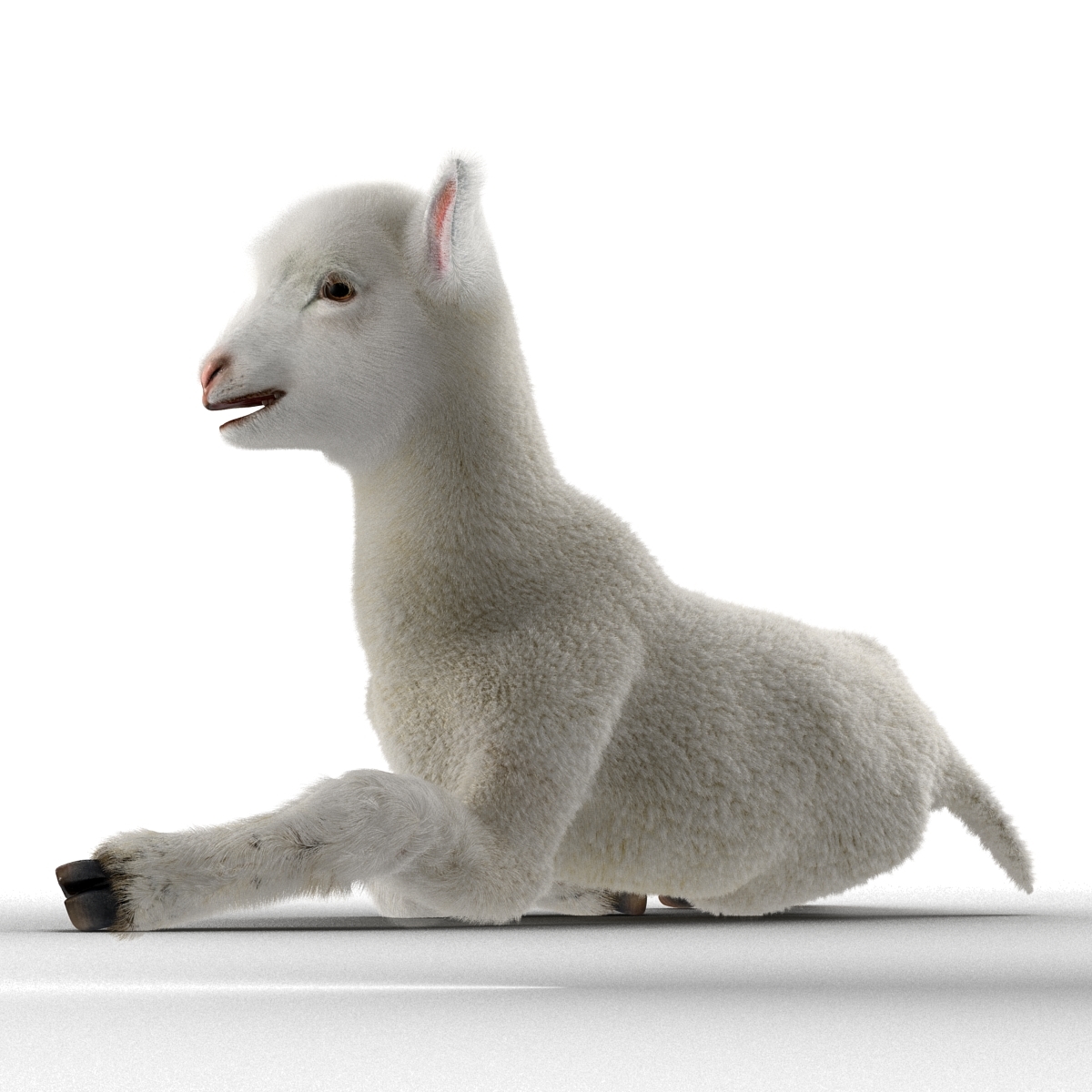 3d model lamb pose 4 fur