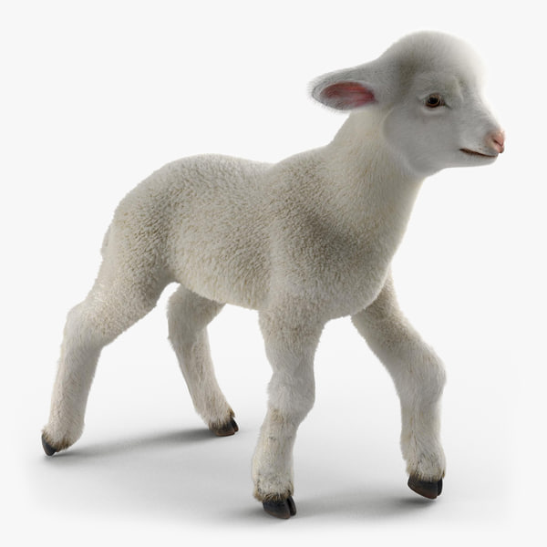 Sheep 3D Models for Download | TurboSquid