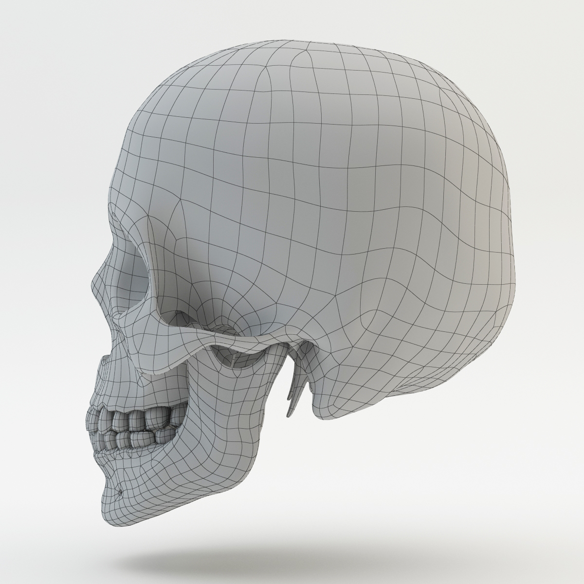 3d human skull didactic
