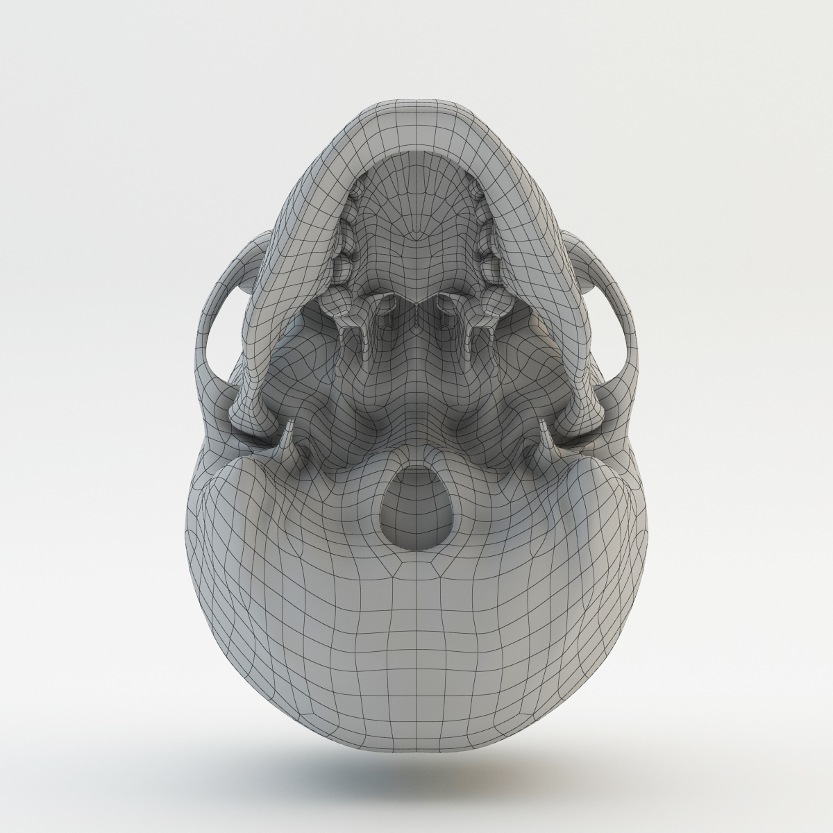 3d human skull didactic