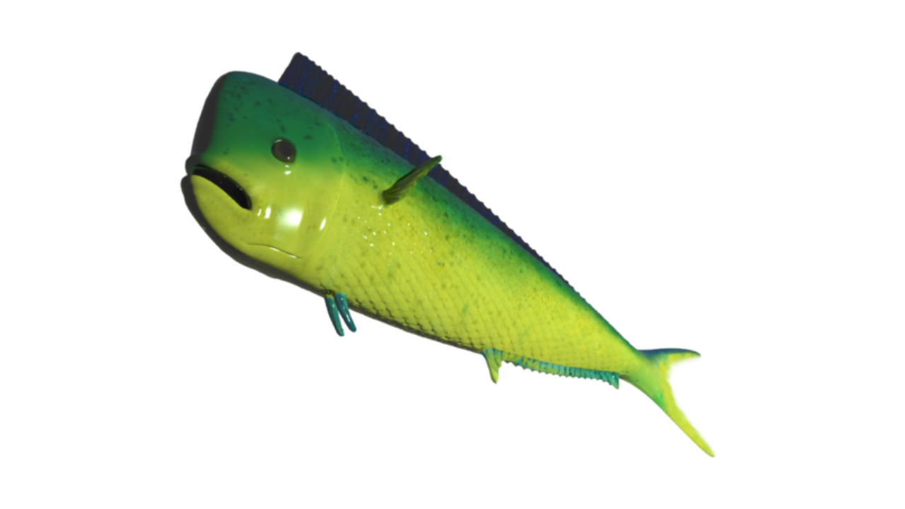 3d mahi-mahi fish