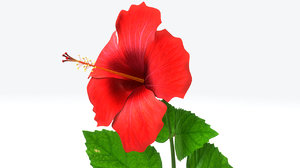 Hibiscus 3D Models for Download | TurboSquid