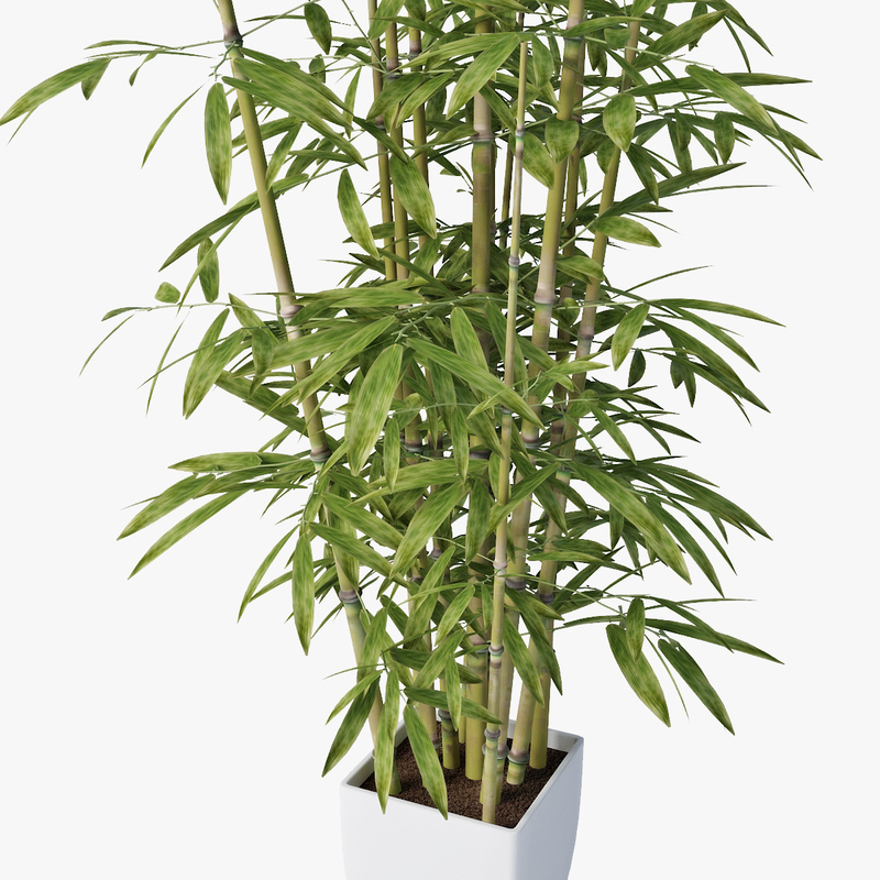 modelo 3d bambú - TurboSquid 1058519