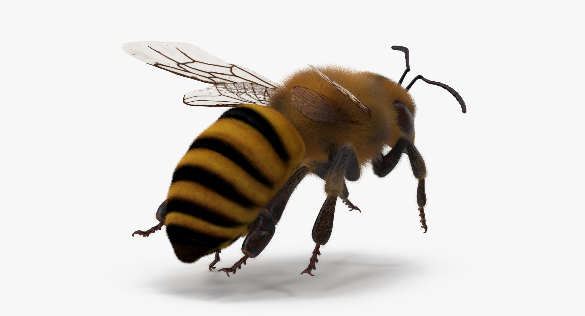 bee 3d max
