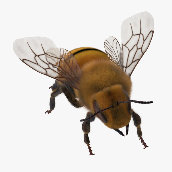 Bee 3D Models for Download | TurboSquid