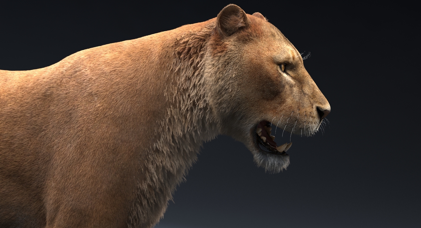 fur lioness 3d max