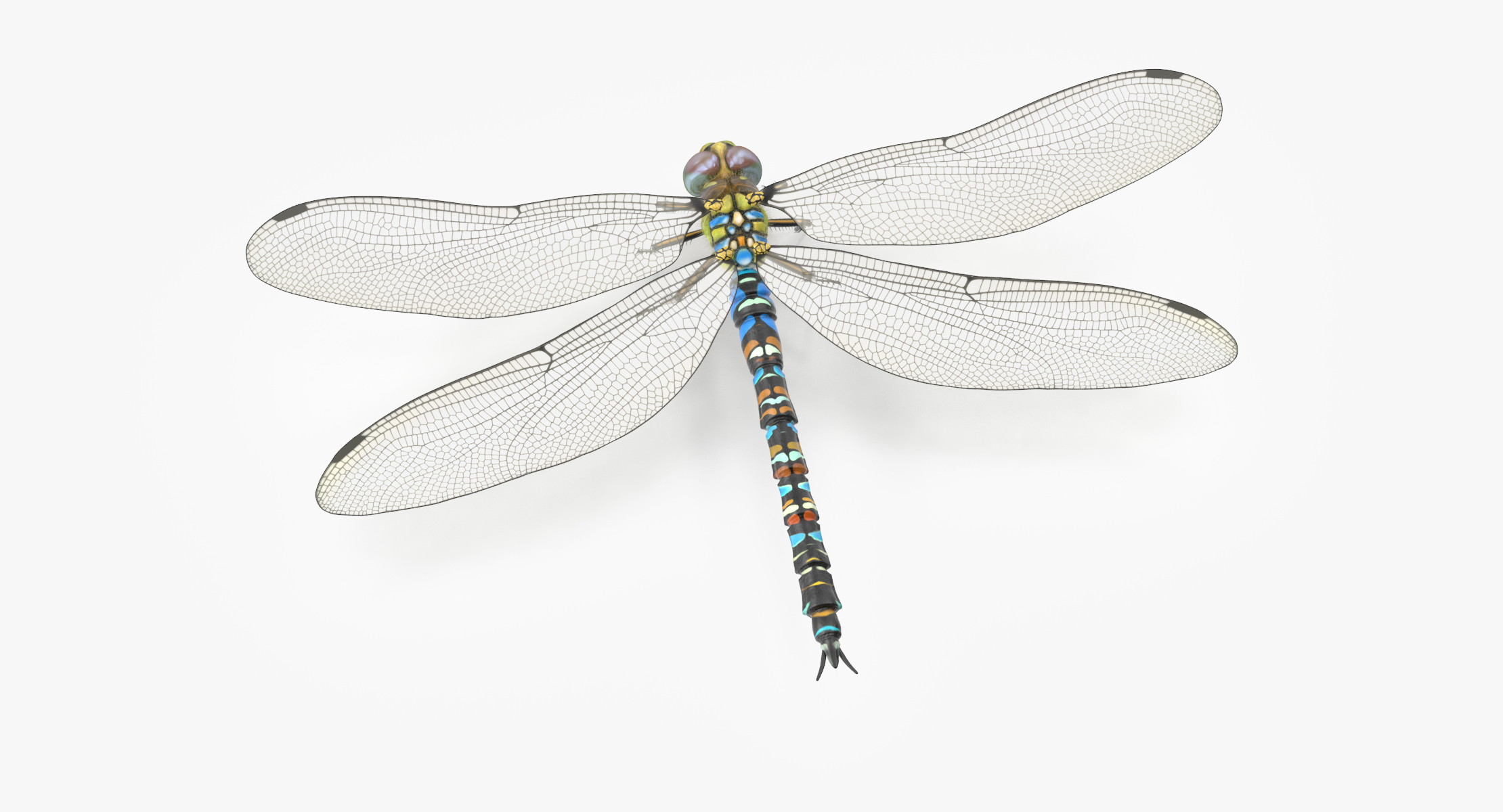 3d dragonfly rigged model