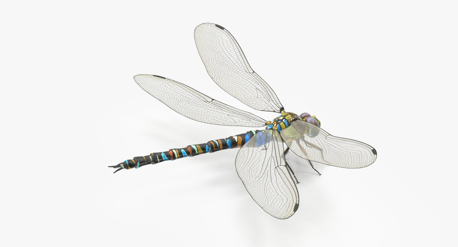 3d dragonfly rigged model