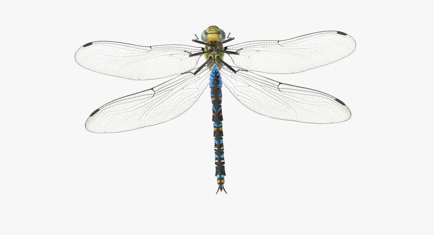 3d dragonfly rigged model