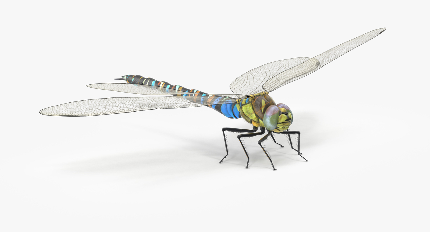 3d dragonfly rigged model
