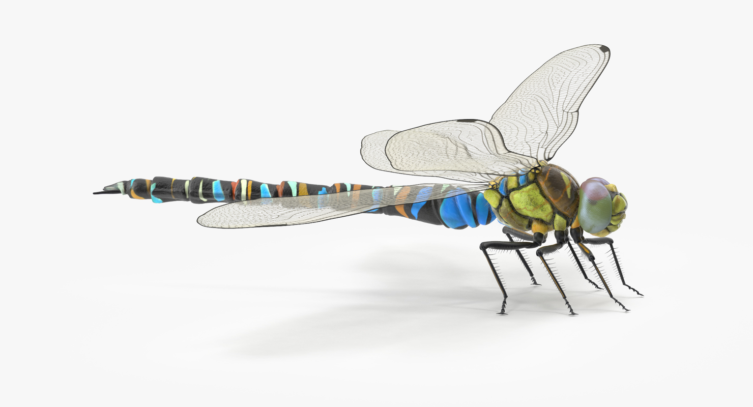 3d dragonfly rigged model