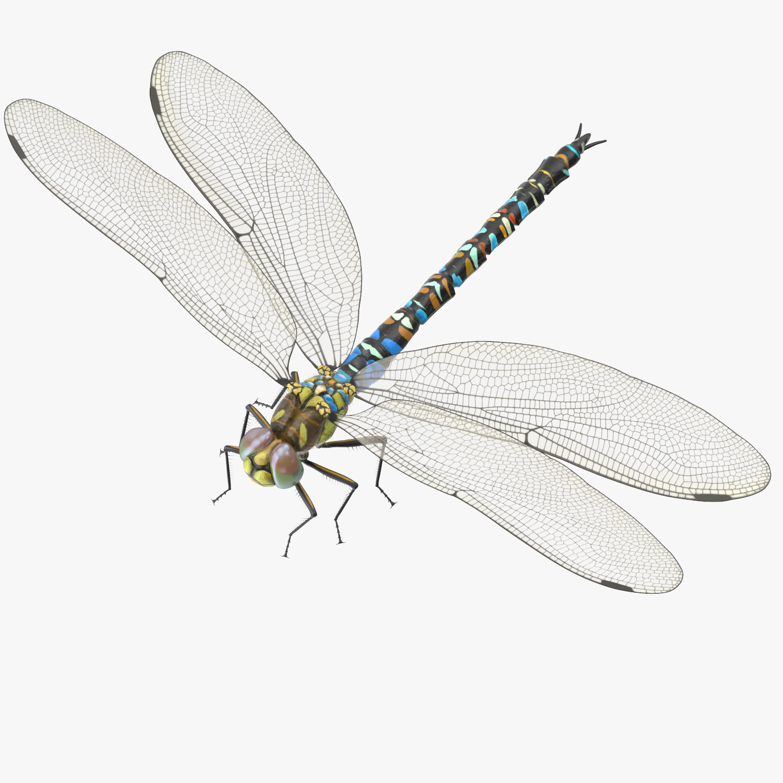 3d dragonfly rigged model
