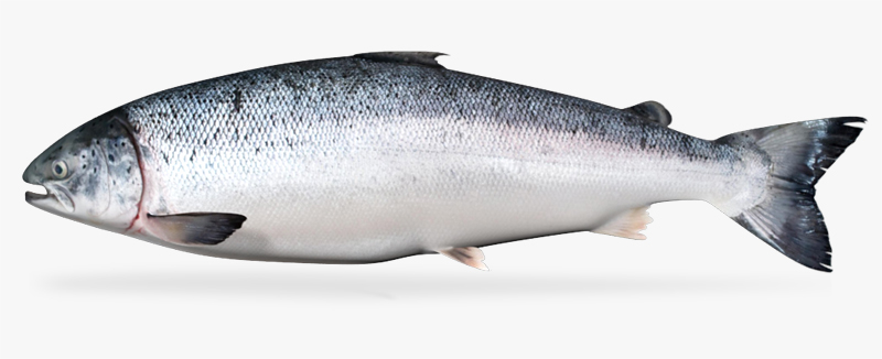 Atlantischer Lachs 3D-Modell - TurboSquid 1059270