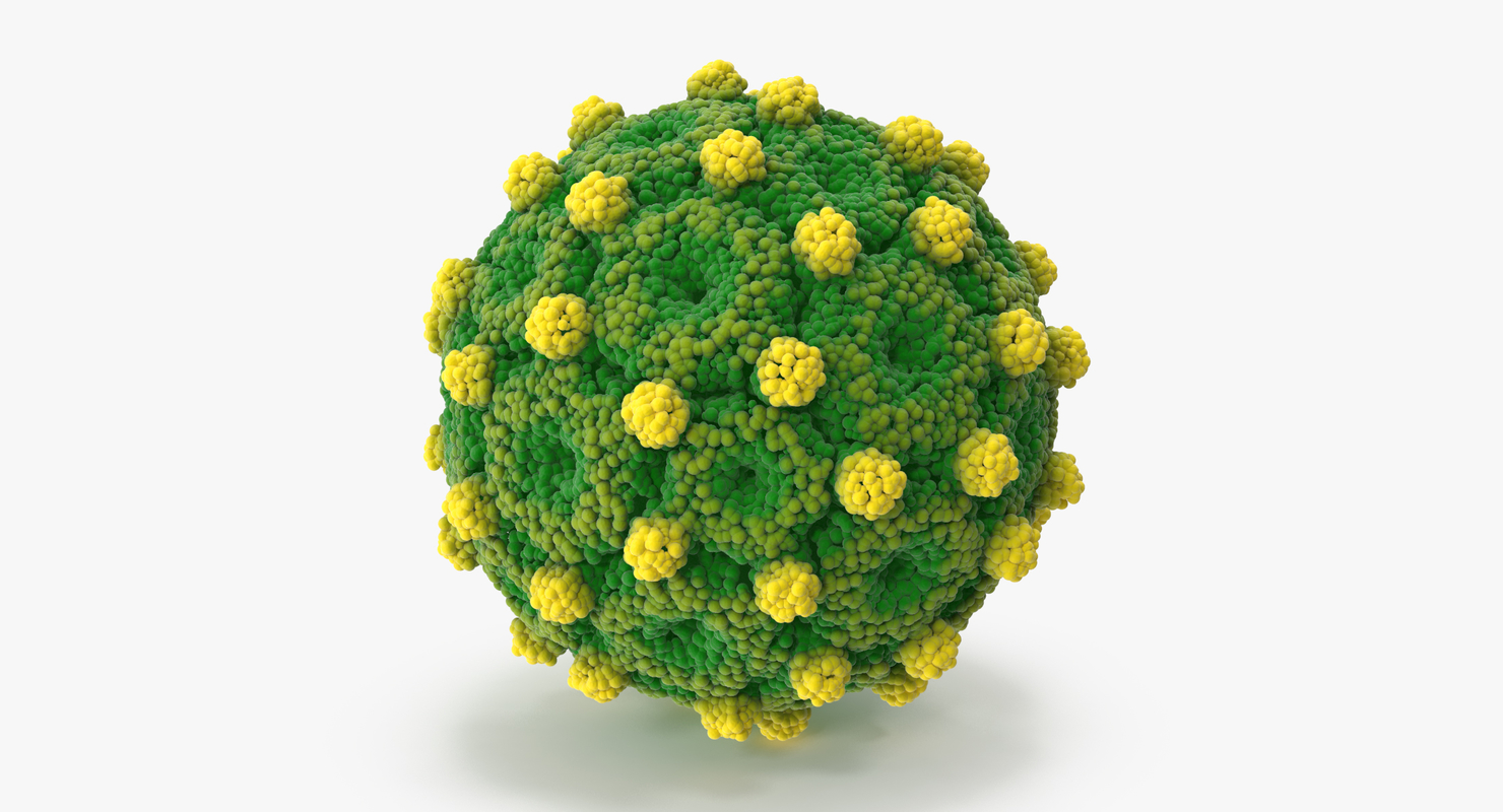 hepatitis b 3d model
