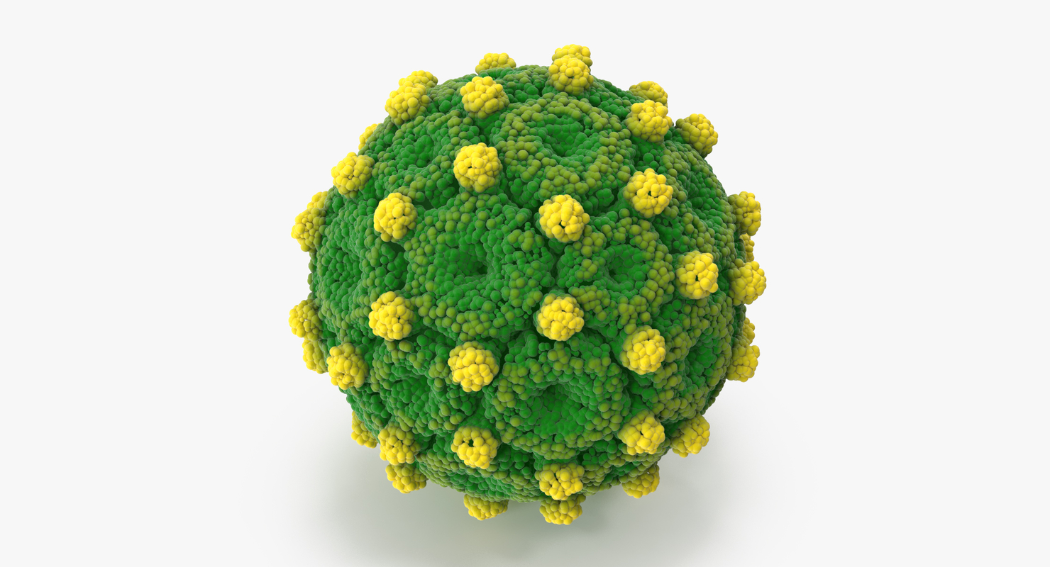 hepatitis b 3d model